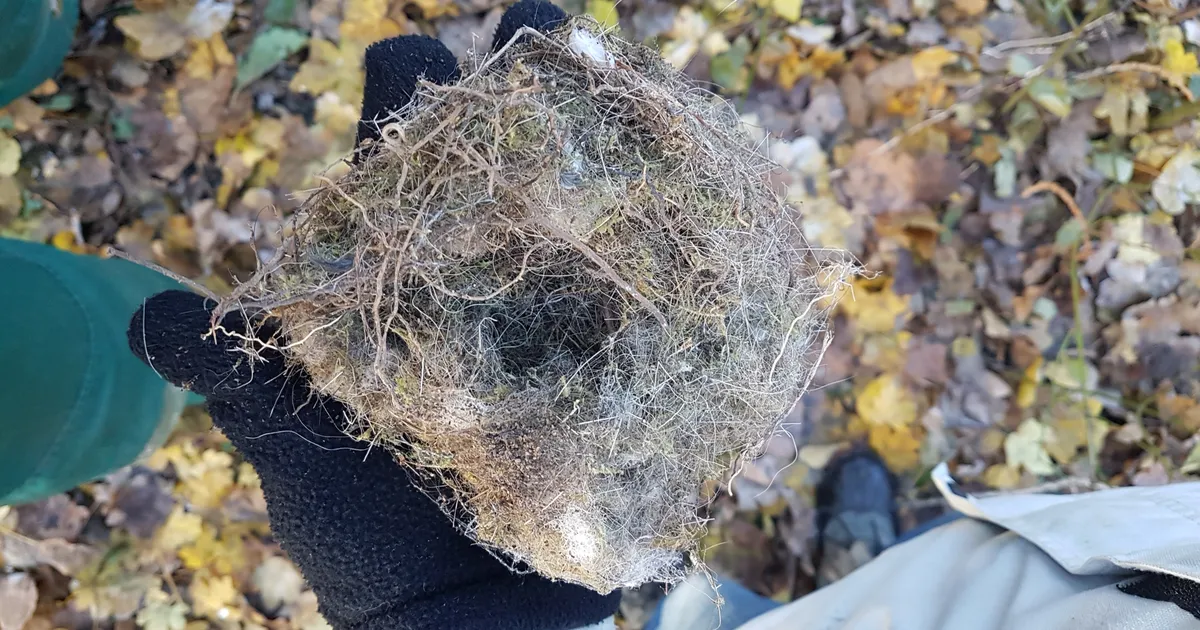 Eikenprocessierups: meer dan alleen overlast