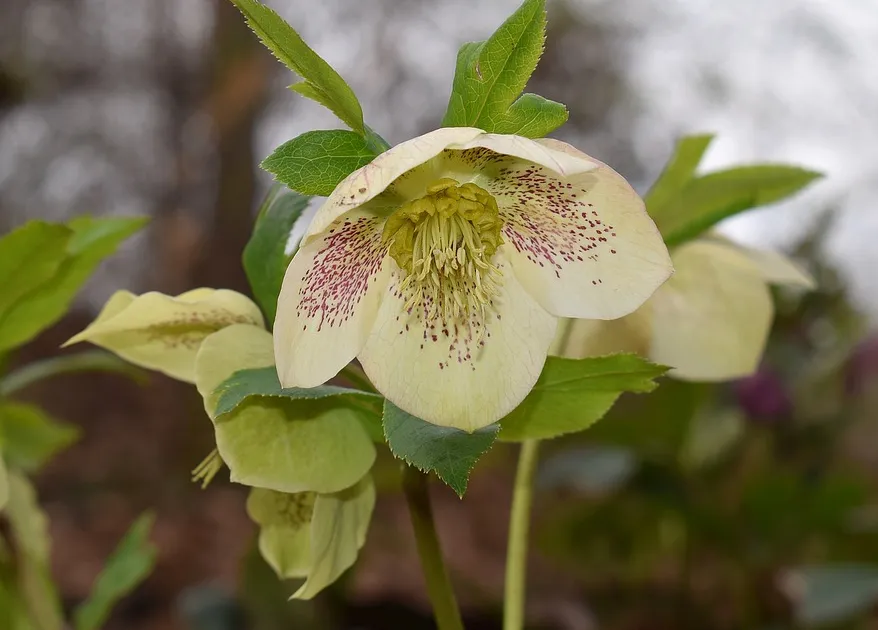 Vaste planten, een feest in je tuin