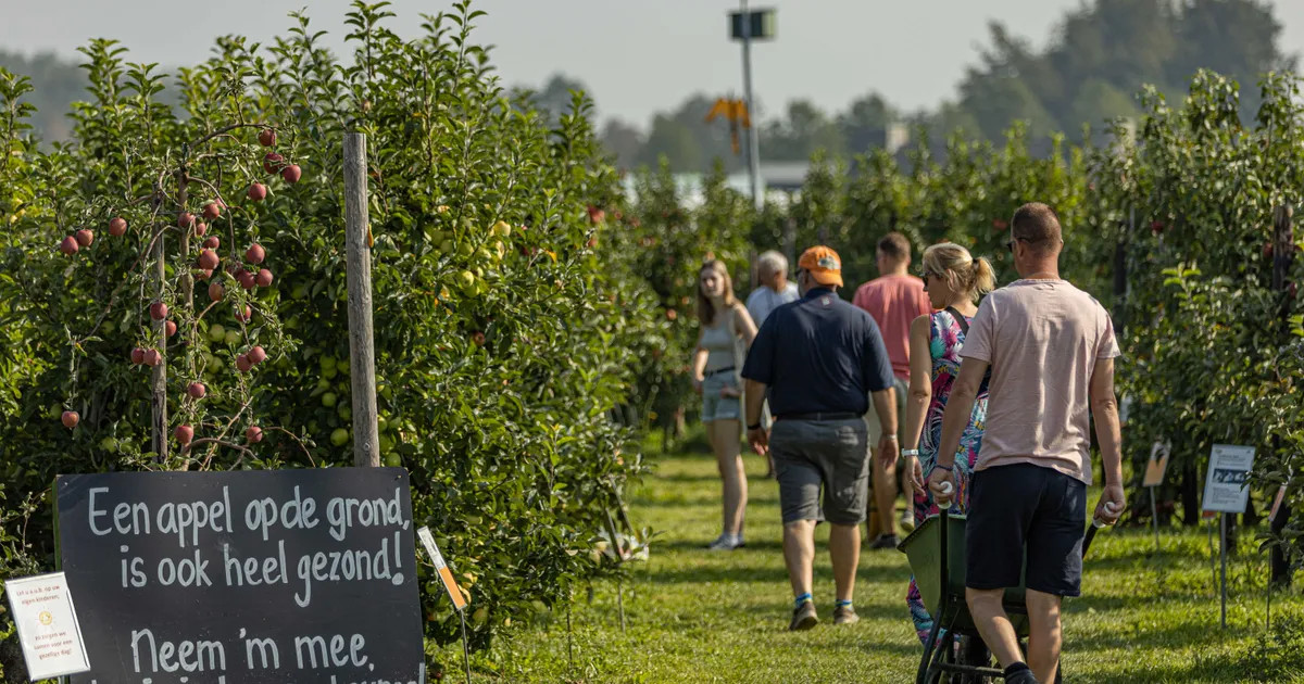 FRUITFESTIVAL BIJ VINK FRUITBOERDERIJ GROOT SUCCES