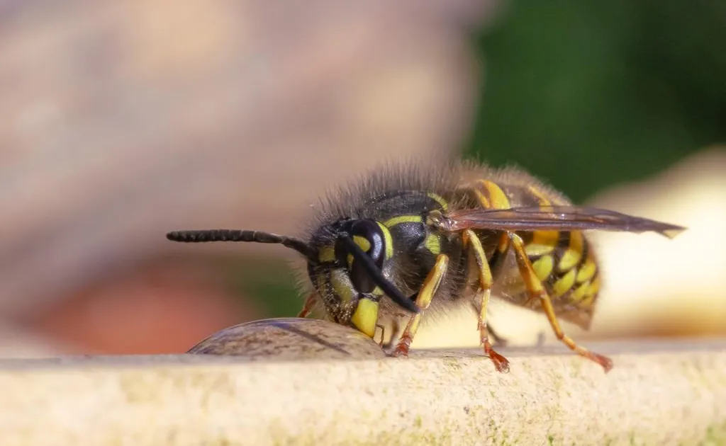 Zijn er echt meer wespen dit jaar? Ontdek het zelf tijdens de Nationale ...