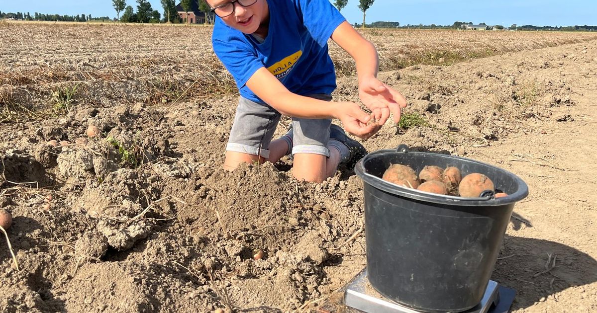 Spierballen kweken: 21.500 kilo aardappels gerooid tijdens ...