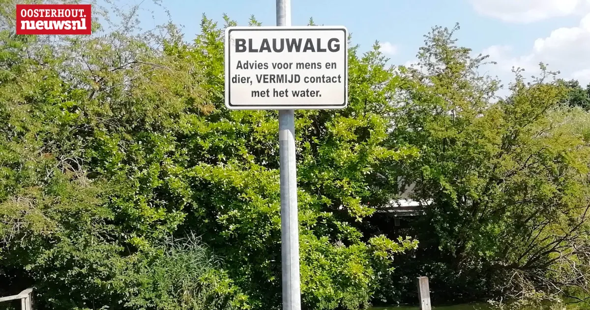 Blauwalgen aangetroffen in het spuikanaal bij het Kanaleneiland