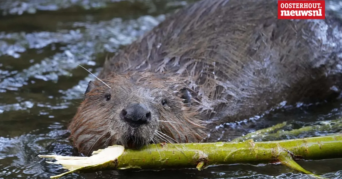 VVV Avondvaartocht: Op zoek naar bevers in de Biesbosch