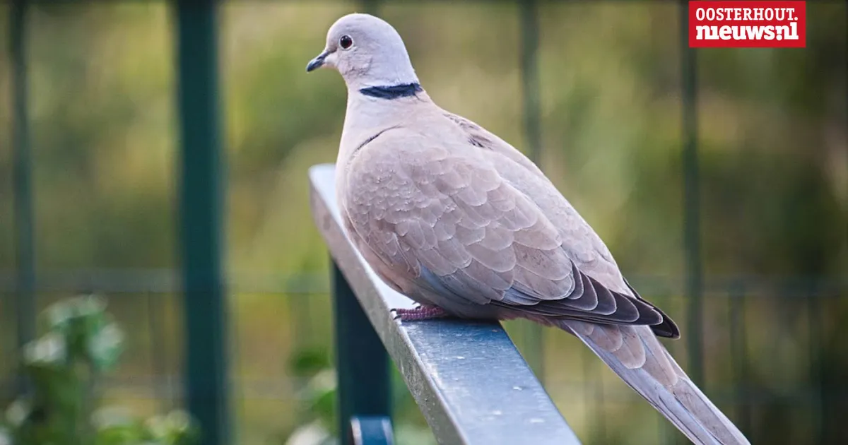 Christians vrolijke versje: 'Op een tortelduif'