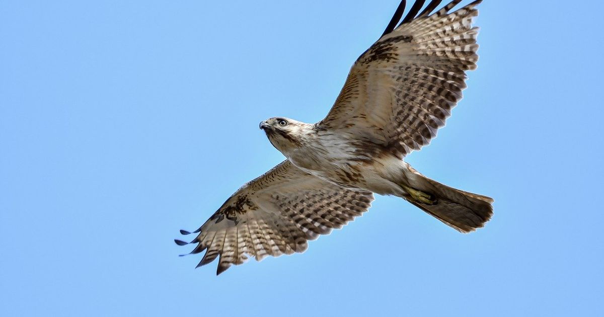 Vogelbescherming: De buizerd: een buitengewoon gewone jager