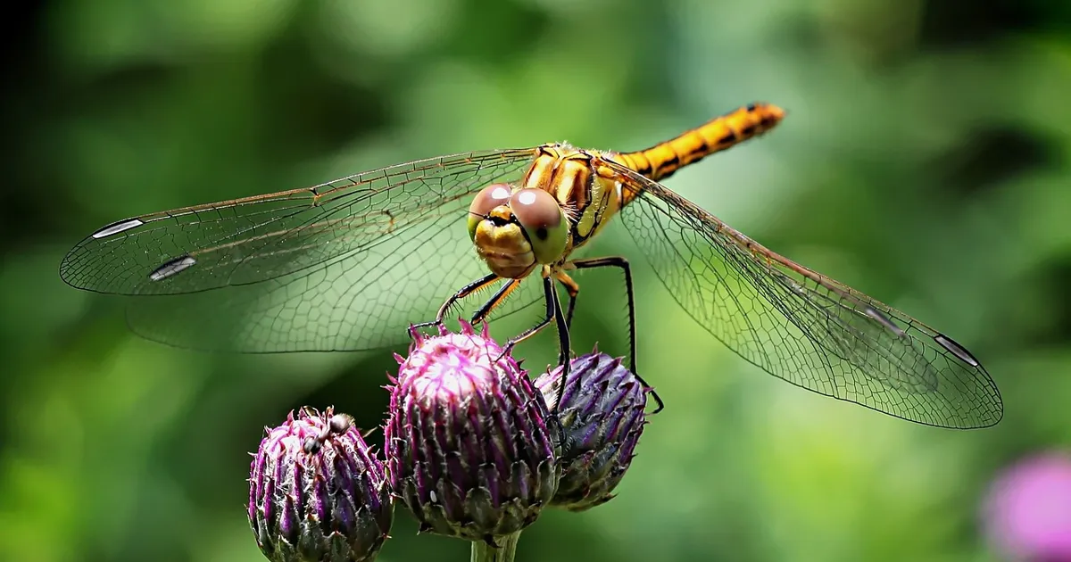 Tel de Libel! Doe mee met de Landelijke Libellentelling