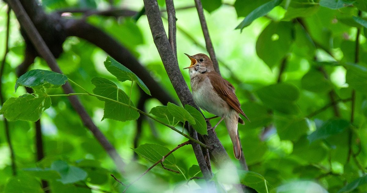 Vogelbescherming: In de zomer leren jonge vogels zingen