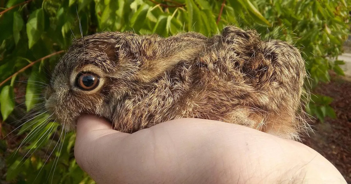 Wat moet je doen als je een klein haasje ziet liggen?