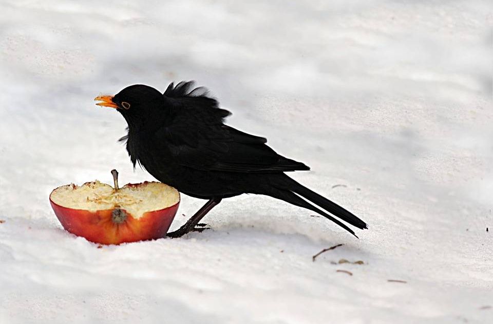 Vogelbescherming: Winterwonder vogeltuin