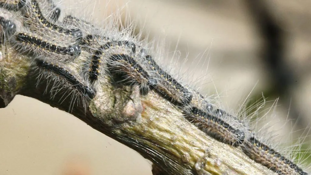 Voorkom overlast door de eikenprocessierups