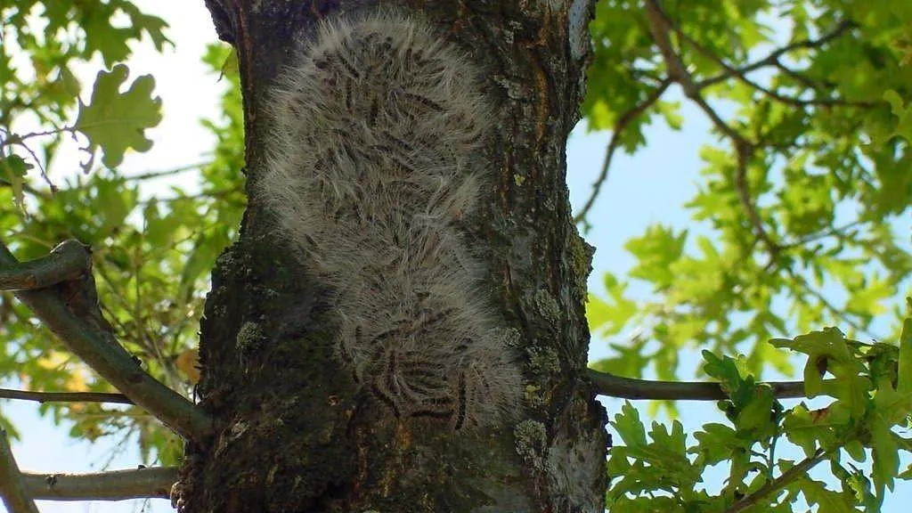 Voorkom overlast door de eikenprocessierups; Nest ontdekt, geef het door!