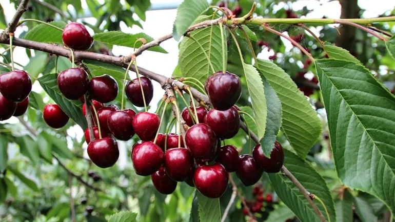 Waarom is het goed om in dit seizoen kersen te eten?
