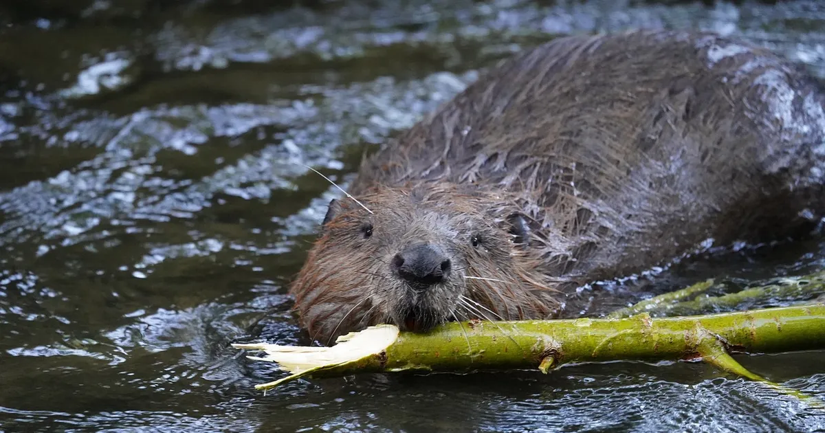 Bevers bedreigen veiligheid van de dijken