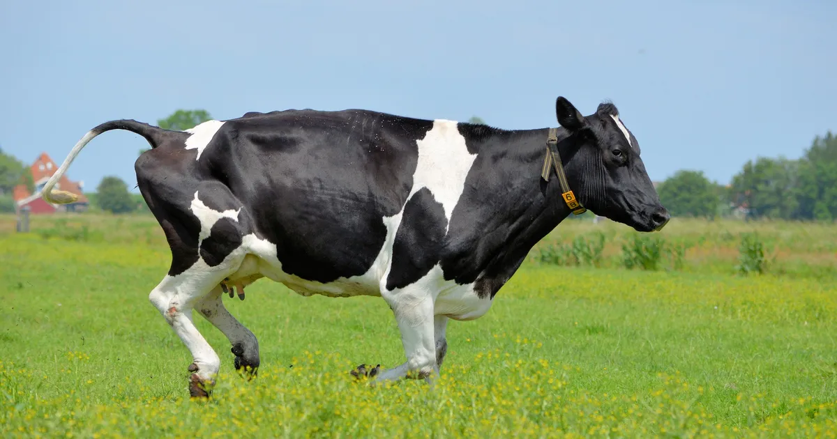 Koeienboeren en scheten onder de loep