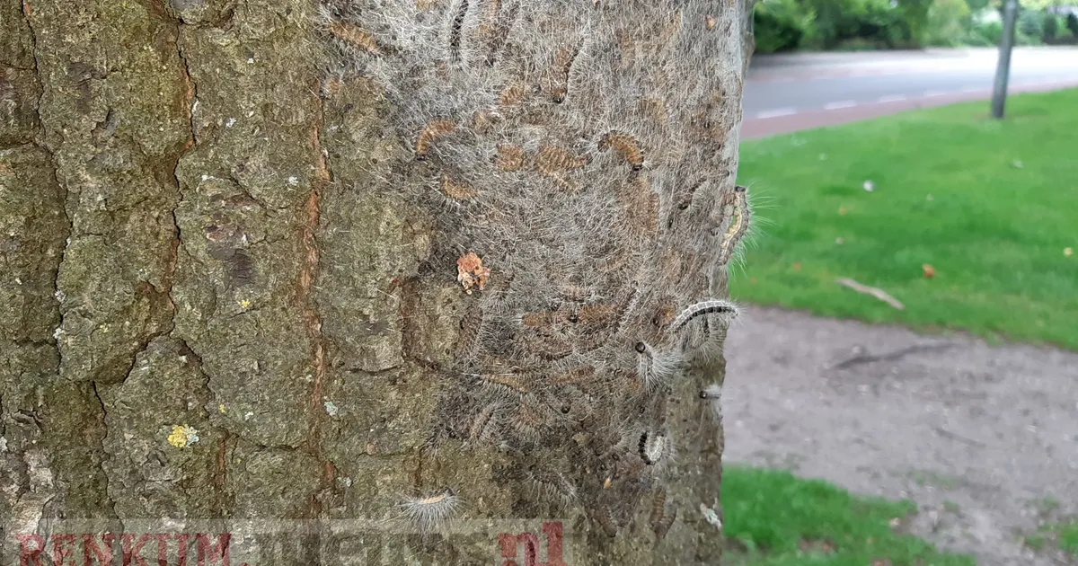 Steeds minder eikenprocessierupsen, soms alsnog flink overlast