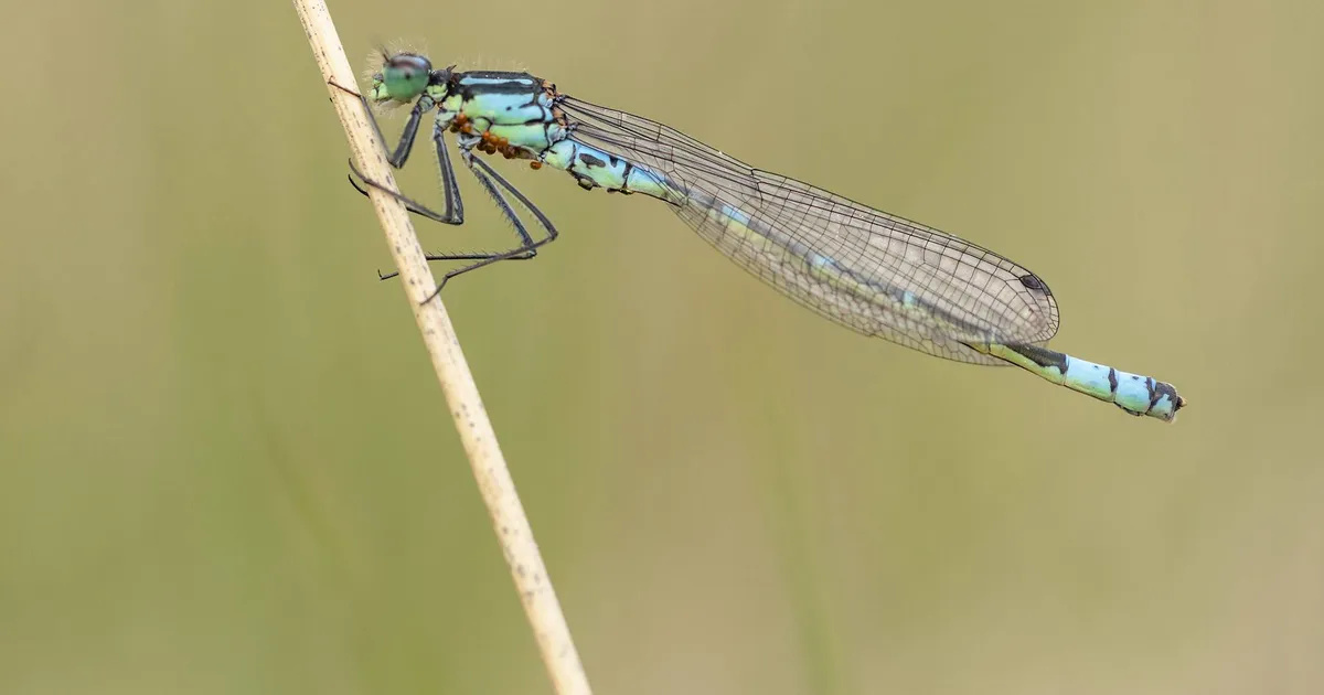 Op zoek naar libellen van de Rode Lijst in Park de Hoge Veluwe