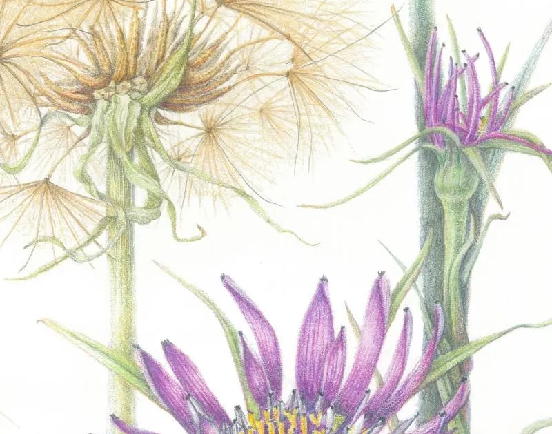 Expositie Botanische tekeningen in de Zoomerij Velp vanaf 8 februari