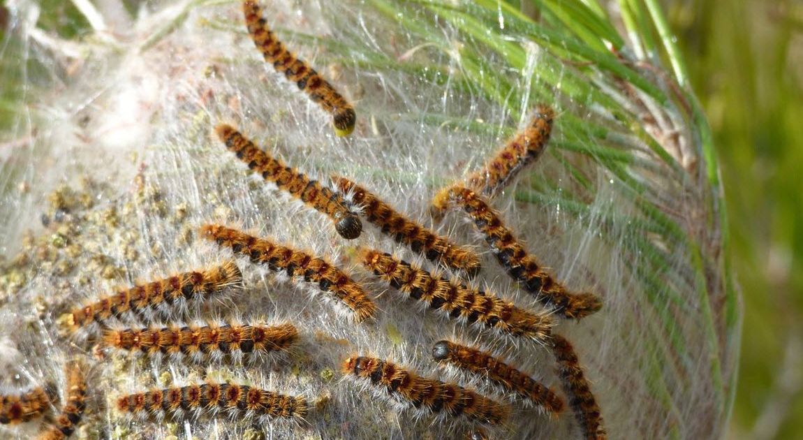 Wat te doen tegen de Eikenprocessierups?
