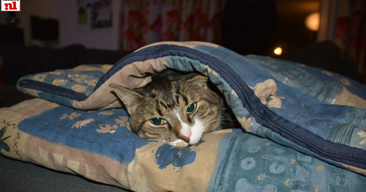 Hoe hou jij de kat uit de kerstboom?