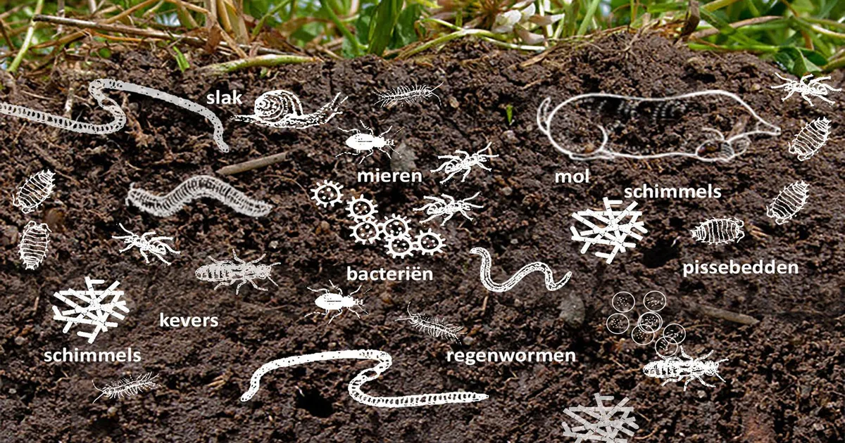 Bodemdeskundige Marc Siepman over het leven in de bodem