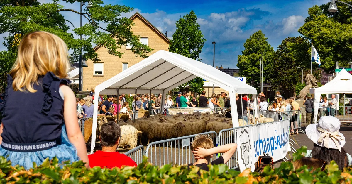 Bonte Schaap Festival Rheden op zondag 8 juni: Scheren, straattheater ...