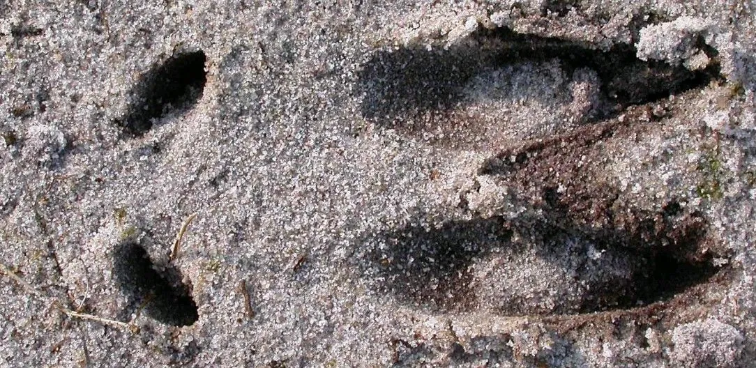 Speuren naar sporen op Landgoed de Hamert
