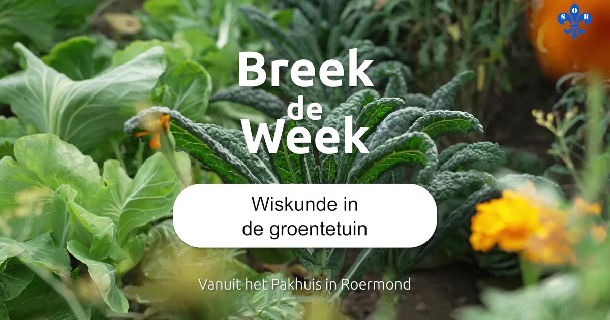 Wat snappen bijen van wiskunde? - Breek de Week