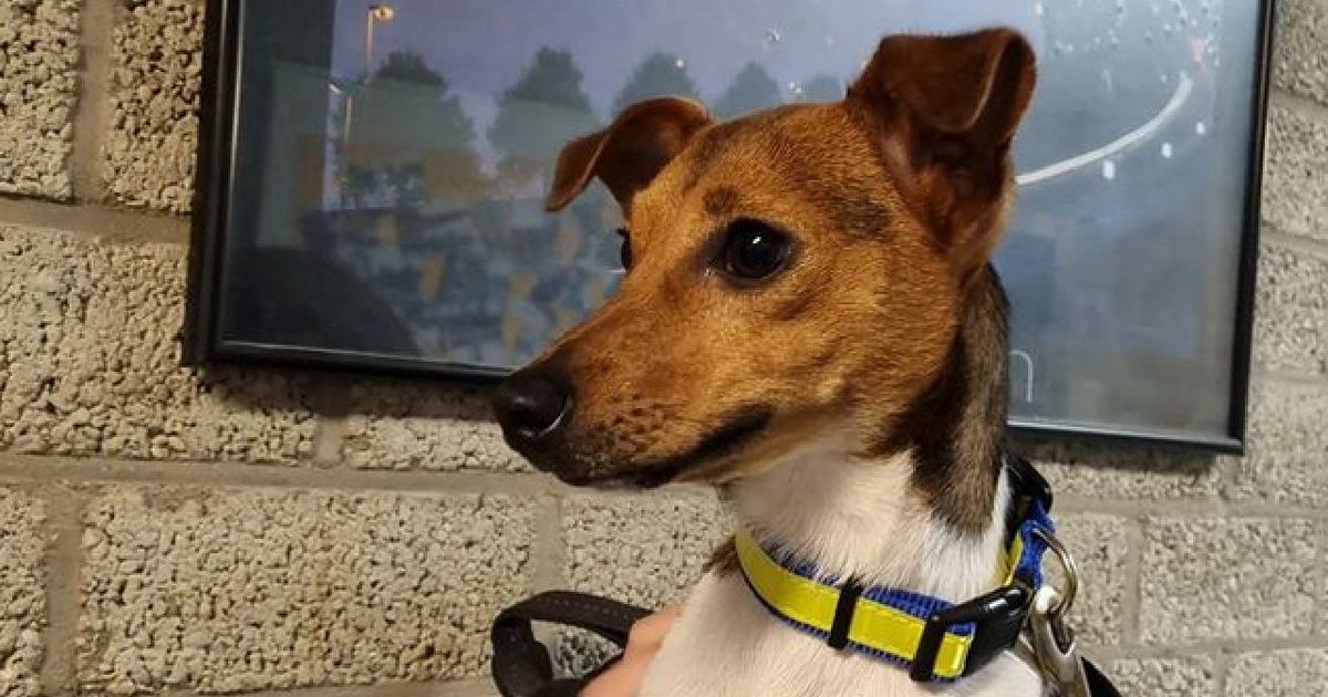Hondje gevonden op metrostation, politie wil weten wie het baasje is