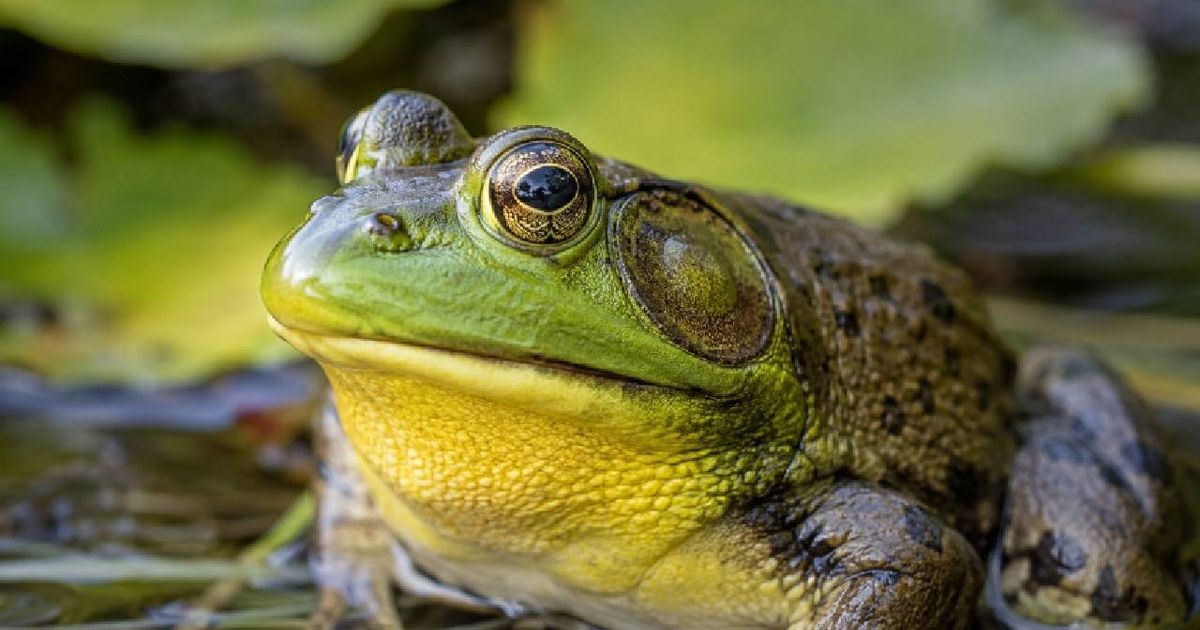 Groot alarm: Gevaarlijke stierkikker aangetroffen in ons land