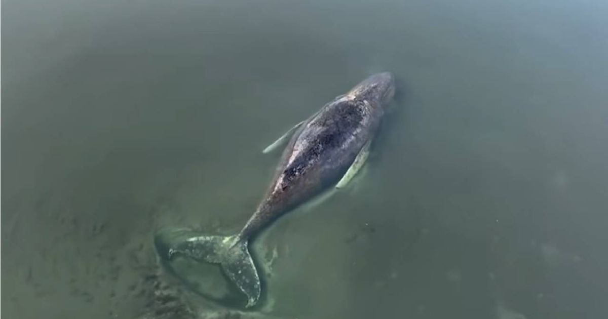 Verdrietig nieuws over walvis Timmy