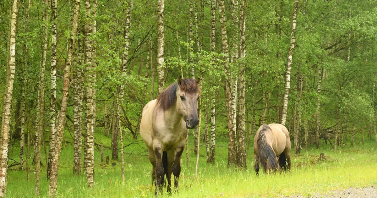 Excursie van Het Limburgs Landschap in Groeve ’t Rooth