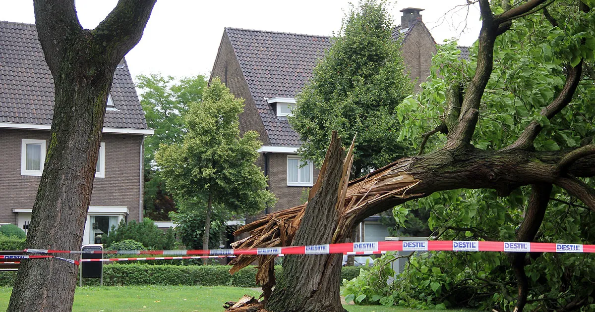 Bomen om door harde wind