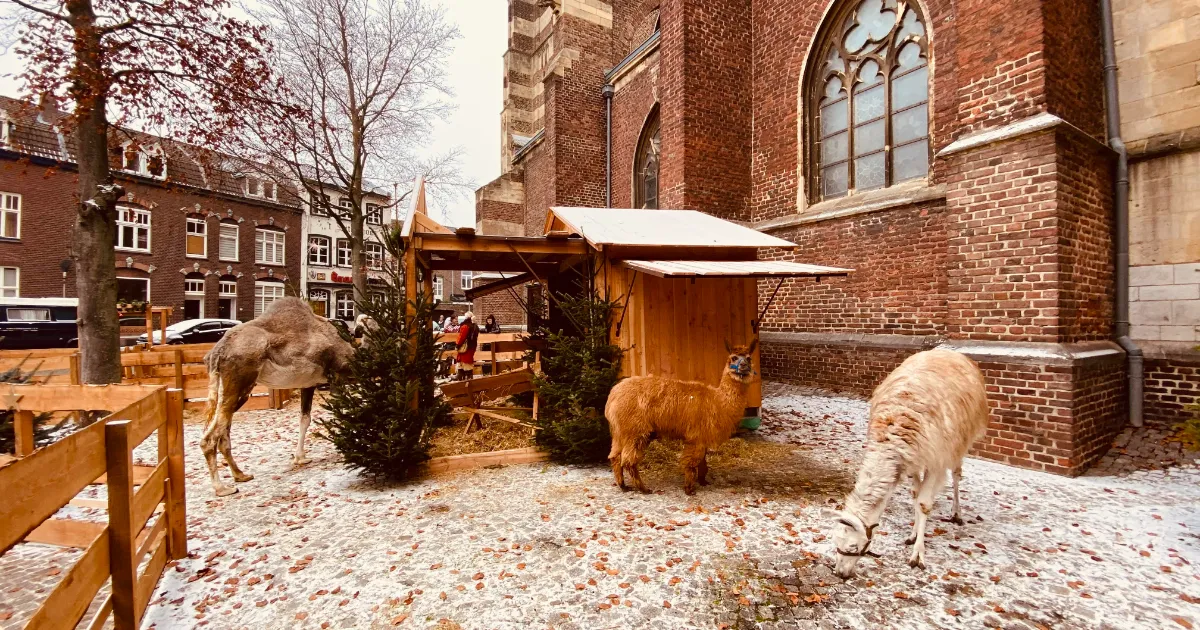 Levende kerststal en Huis van de Kerstman geopend in Sittard