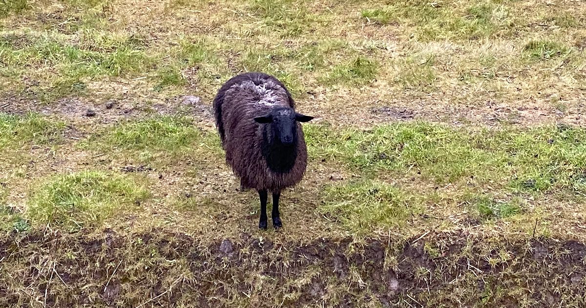 'Het zwarte schaap is de baas'