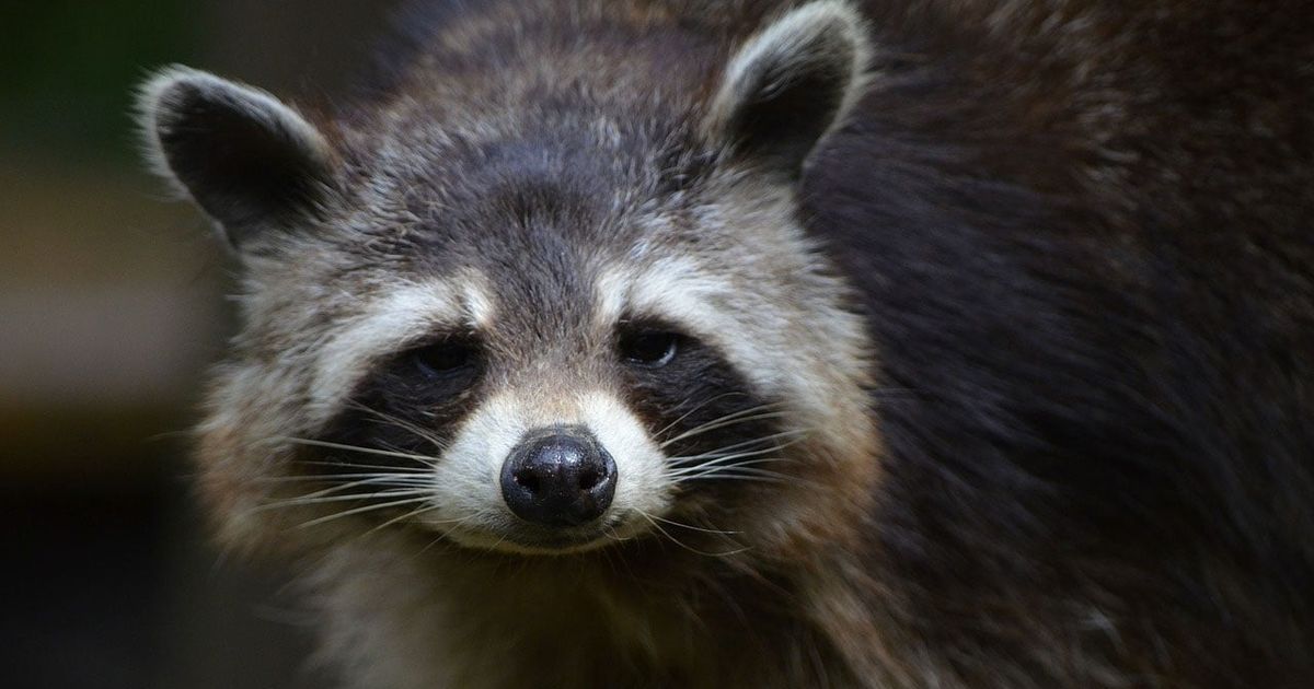 Rapport: samenwerking met buurlanden nodig voor aanpak wasberen in Limburg