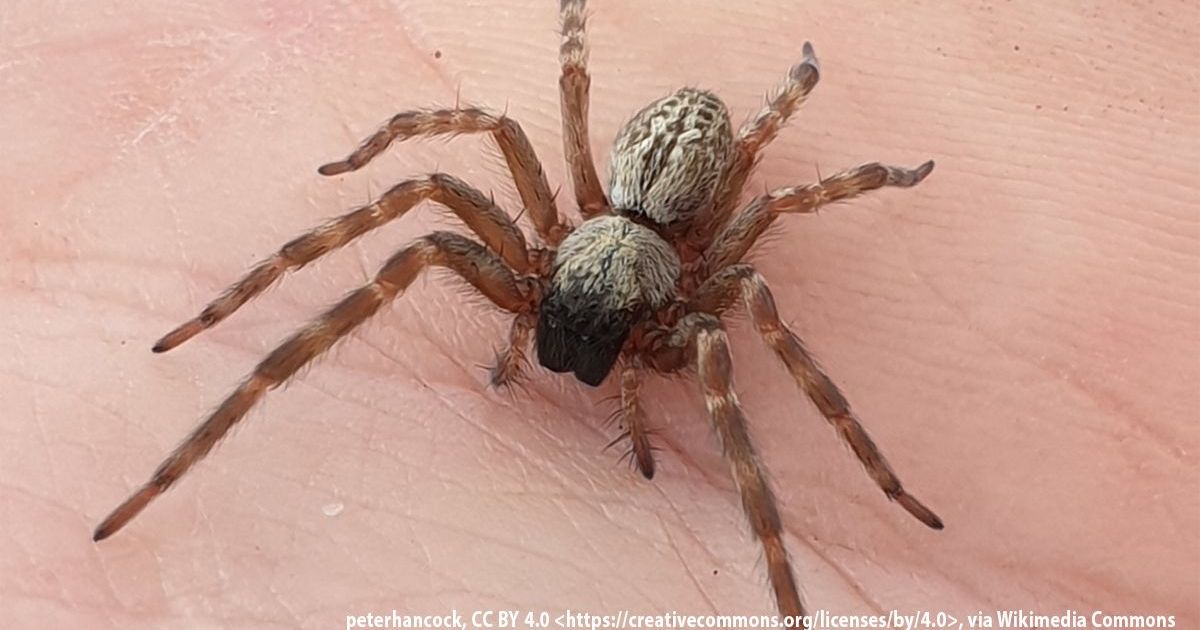 Australische huisspin vestigt zich in Nederland