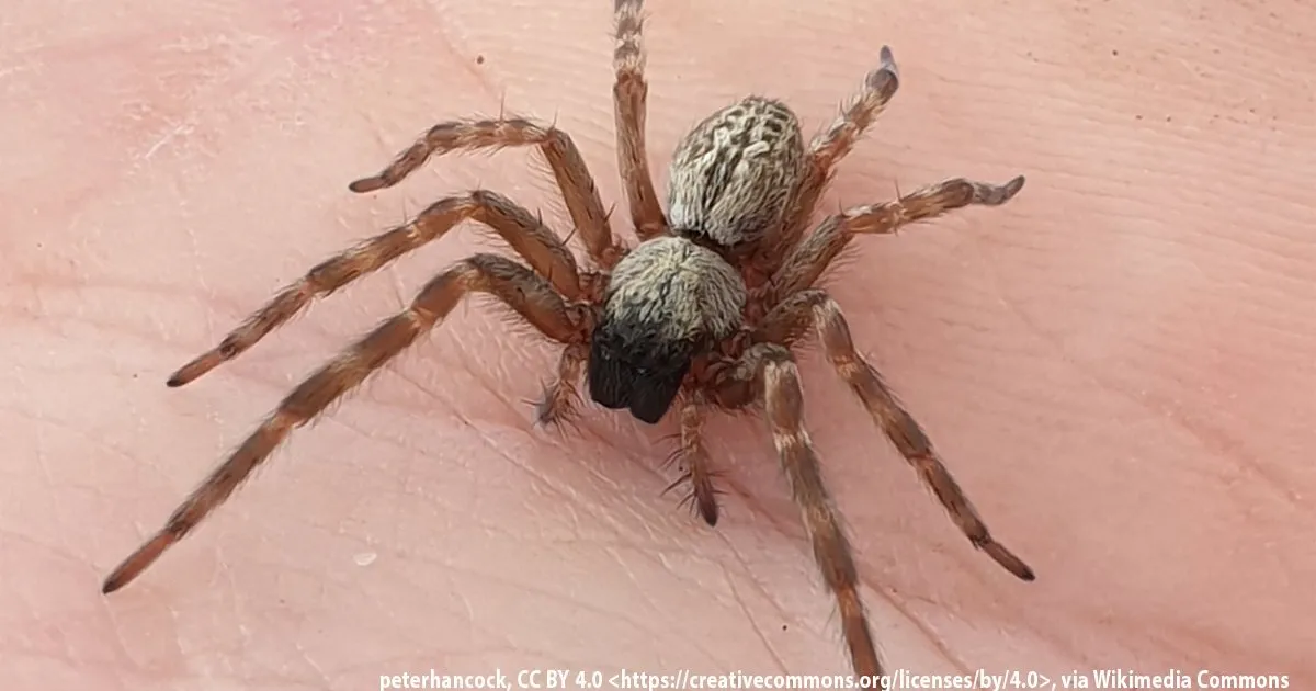 Australische huisspin vestigt zich in Nederland