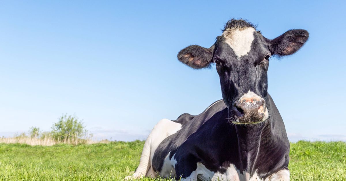 Landbouwexport stijgt 8,4%: Boeren sterker dan elite | DDS