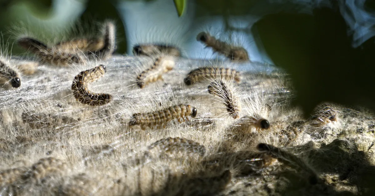Overlast van eikenprocessierups beperken