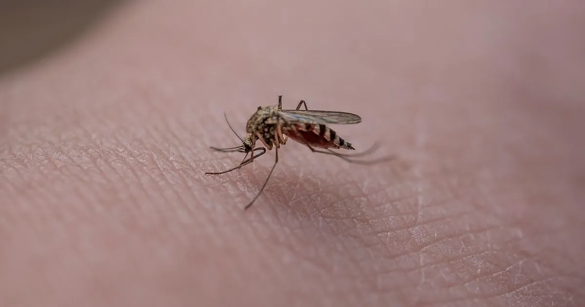 Versnel het genezingsproces van muggenbeet: Met dit natuurlijk middel ...