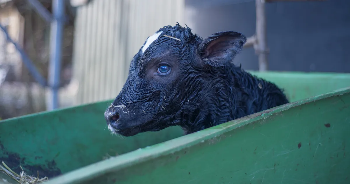 Kalverslachter in Tubbergen mag illegale afvalcontainers tóch laten staan