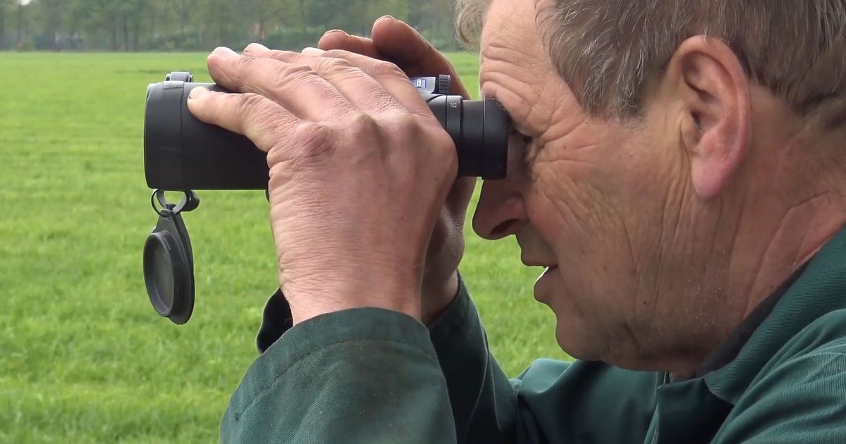 Grote teleurstelling: Alle kievitsnesten geplunderd