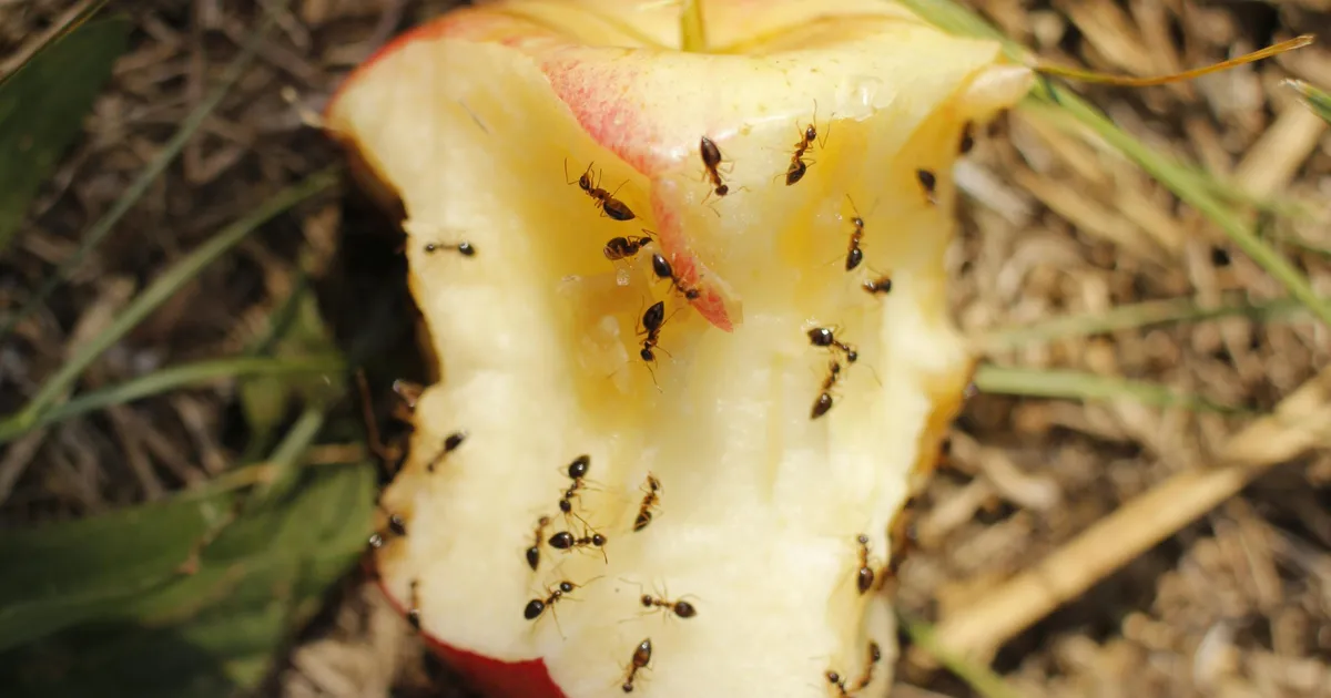 Mieren, snap dat dan - Column