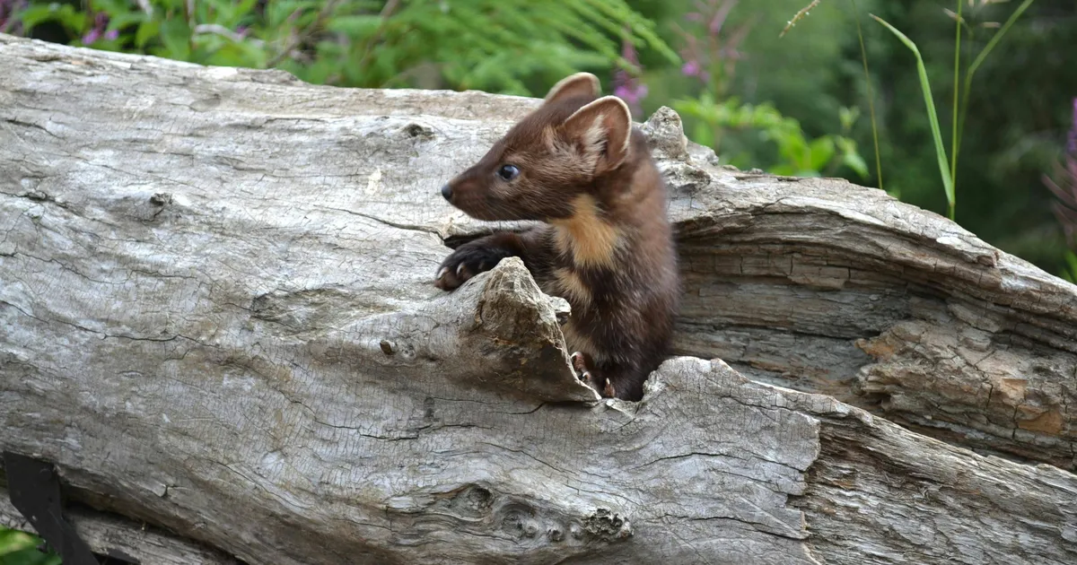 Gebiedscollectief: 'Overlast marter groter dan de vos'