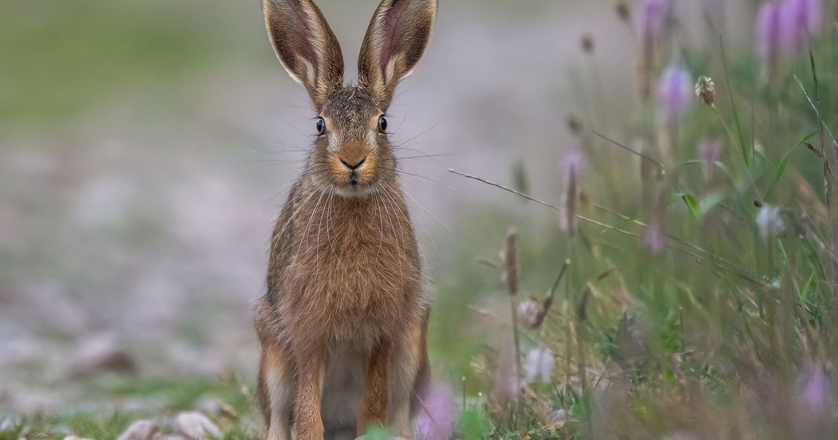 Haas, konijn en kleine marterachtige voortaan beschermd bij ruimtelijke ...