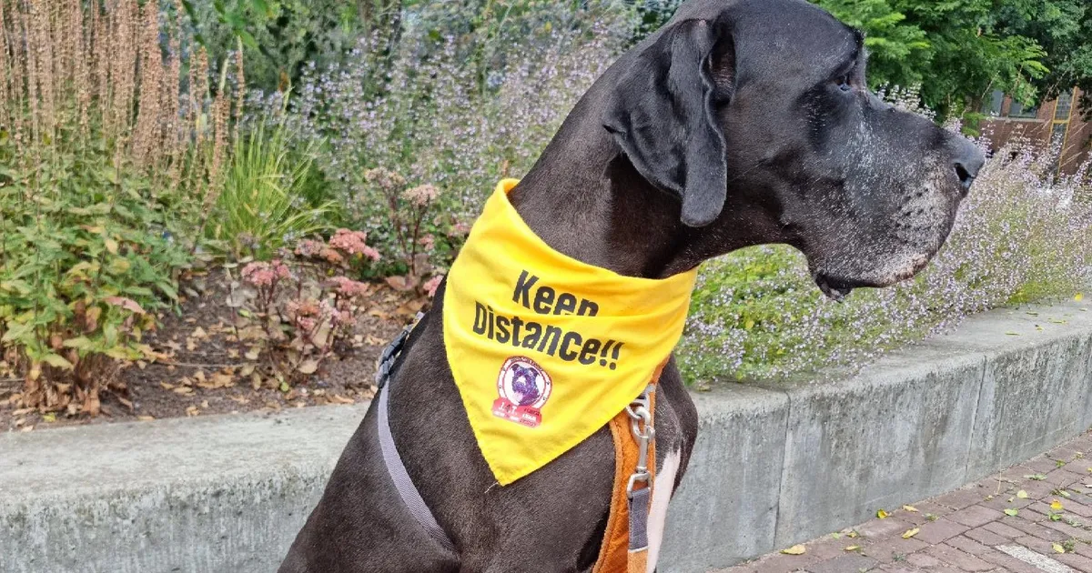 Wat betekent die gele doek, lint of strik die een hond draagt?