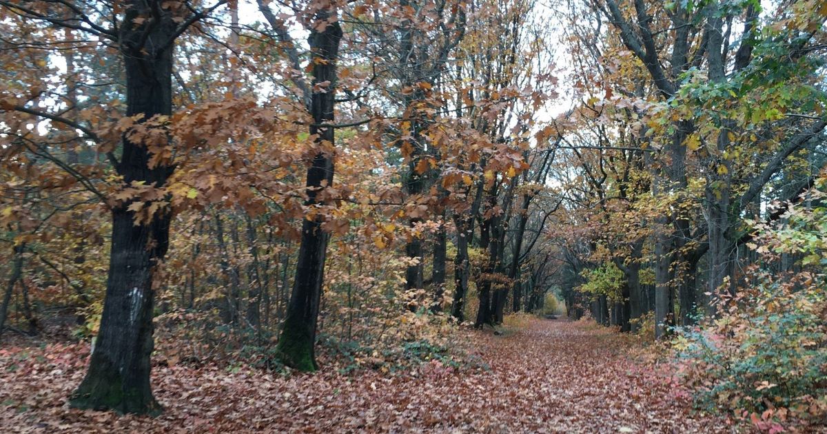 Bleswerkzaamheden bossen Molenvelden