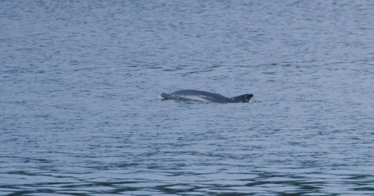 Stichting SOS Dolfijn: Waar is de in Noordzeekanaal gespotte dolfijn ...