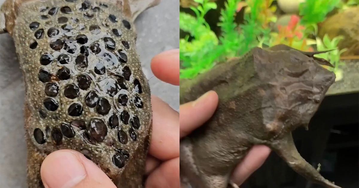 Hoe de Pipa kikker kleine kikkertjes ter wereld brengt
