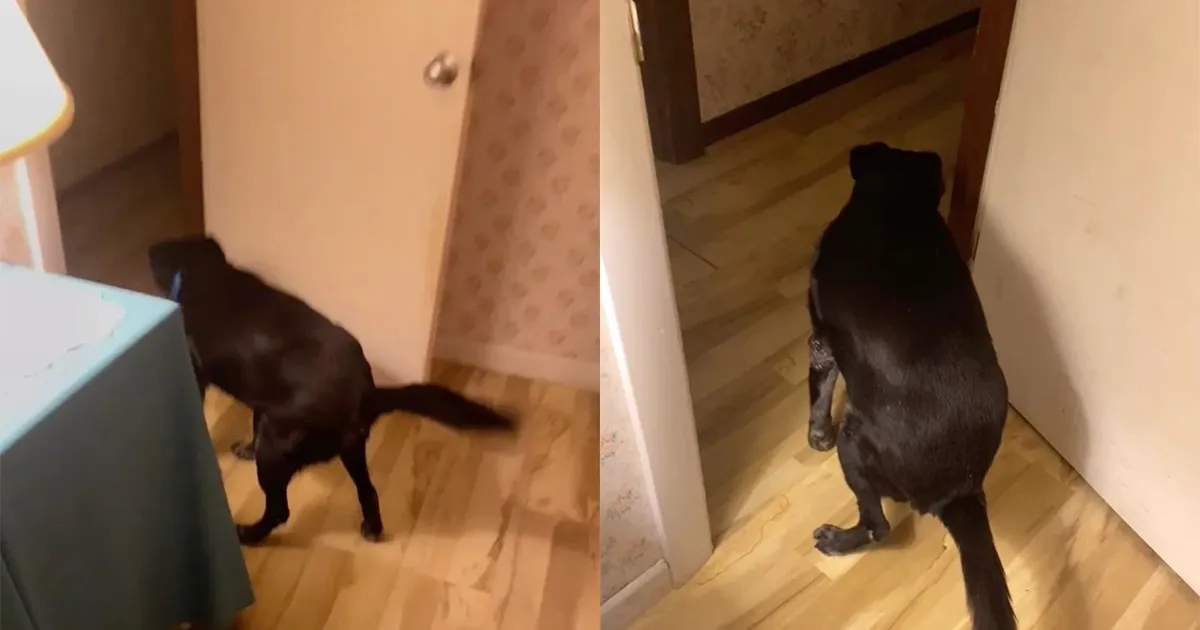 Hond laat een scheetje